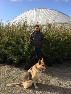 Direct Plants Green Leylandii Cupressocyparis Hedging Tree 6ft Tall ...