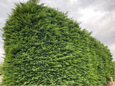 Direct Plants Green Leylandii Extra Large Instant Hedging Trees 7-8ft ...