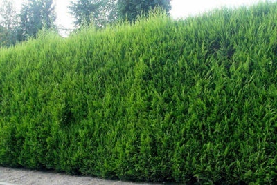 Direct Plants Green Leylandii Extra Large Instant Hedging Trees 7-8ft ...