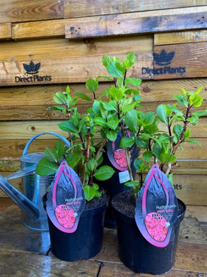 Direct Plants Hydrangea Macrophylla Blacksteel Pink Ball Mophead Extra ...