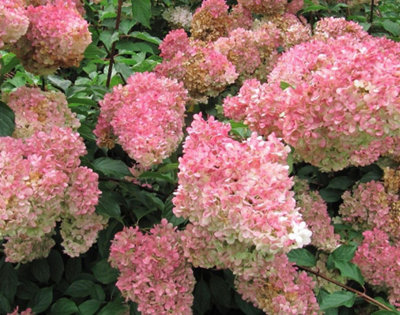 Direct Plants Hydrangea Vanilla Fraise Garden Shrub Plant 2-3ft Large ...