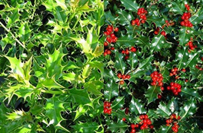 Direct Plants Ilex Alaska Holly Bush Evergreen Tree Plant 3ft Tall in a ...