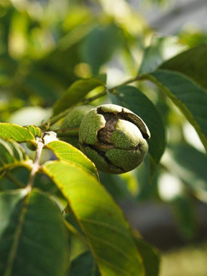 Direct Plants Juglans Regia English Walnut Nut Fruit Tree 3ft Tall ...