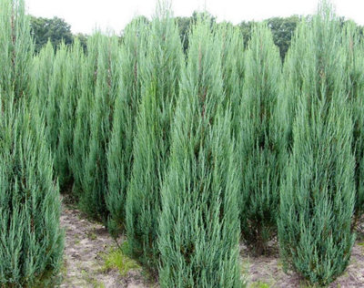 Direct Plants Juniperus 'Blue Arrow' Rocky Mountain Juniper Conifer ...