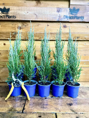 Direct Plants Juniperus 'Blue Arrow' Rocky Mountain Juniper Skyrocket ...