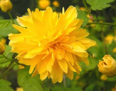 Direct Plants Kerria Japonica Pleniflora Yellow Pom Pom Plant Large 3 ...