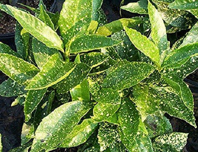 Direct Plants Large Aucuba Japonica 'Variegata' Variegated Japanese ...