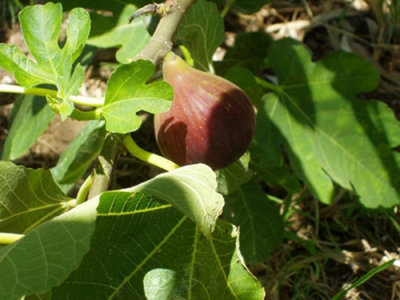 Direct Plants Large Ficus carica Fig Brown Turkey Tree Fruit Plant 30 ...