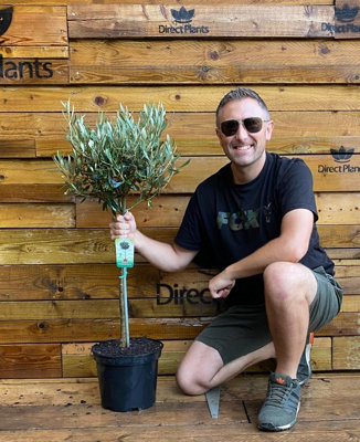Direct Plants Large Standard Olive Tree 3ft With Chunky Lollipop Head ...