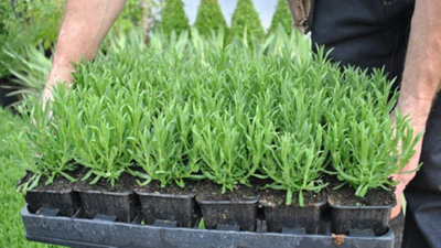 Direct Plants Lavender Dwarf Munstead Ideal for Hedging or Borders Pack ...
