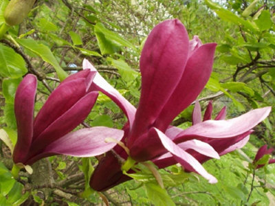 Direct Plants Magnolia Ricki Shrub Tree Plant 4-5ft Supplied in a 3 ...