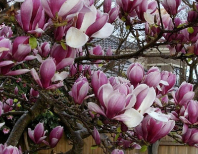 Direct Plants Magnolia Soulangeana Rustica Rubra Plant Shrub Tree 4-5ft ...