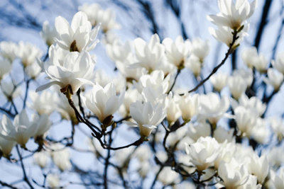Direct Plants Magnolia Stellata Plant Tree Extra Large 3-4ft Supplied ...
