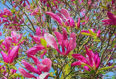 Direct Plants Magnolia Susan Tree 2-3ft Supplied in a 3 Litre Pot