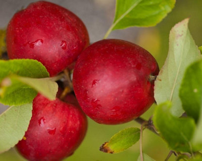 Direct Plants Malus Katy Apple Fruit Tree 5ft Supplied in a 5/7 Litre Pot