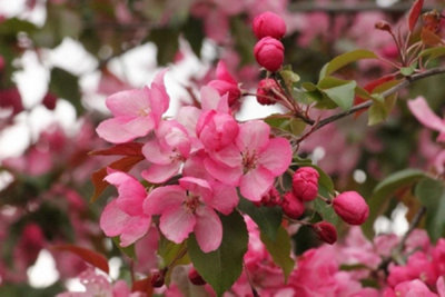Direct Plants Malus Mokum Purple Leaf Ornamental Crab Apple Tree 5-6ft ...