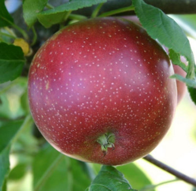 Direct Plants Malus Summerred Apple Dwarf Patio Fruit Tree 3-4ft ...