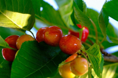 Direct Plants Merton Glory Cherry Fruit Tree 5-6ft Supplied in a 7.5 ...