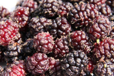 Direct Plants Morus Mulberry Chelsea King James Fruit Tree Bush 40-50cm ...