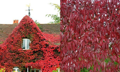Direct Plants Parthenocissus Engelmannii Virginia Creeper Climbing ...