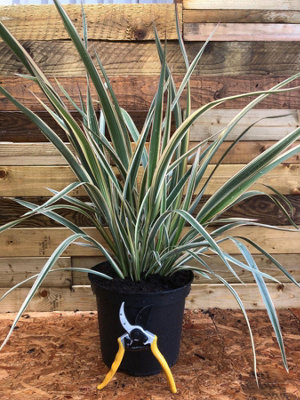 Direct Plants Phormium Cookianum Tricolor Evergreen Specimen Shrub ...