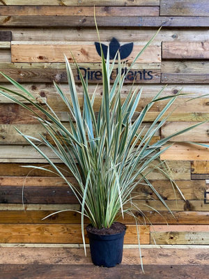 Direct Plants Phormium Gold Ray New Zealand Flax Evergreen Specimen ...