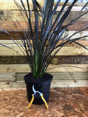 Direct Plants Phormium Platts Black New Zealand Flax Evergreen Specimen ...