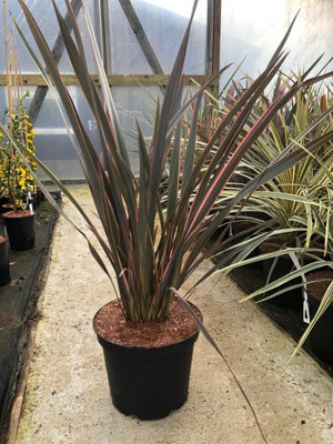 Direct Plants Phormium Sundowner Evergreen Shrub Plant Large 60-70cm ...