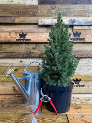 Direct Plants Picea Conica Glauca Alberta Spruce Dwarf Christmas Tree ...