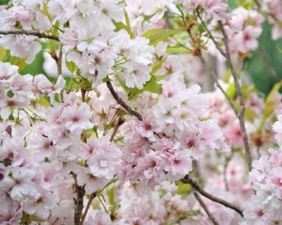 Direct Plants Prunus Amanogawa Flagpole Flowering Cherry Tree 4-5ft ...