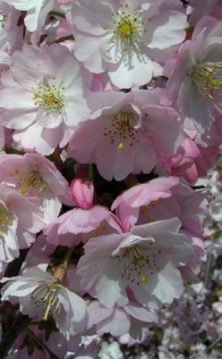 Direct Plants Prunus Hilleri Spire Flowering Cherry Tree 4-5ft Supplied ...