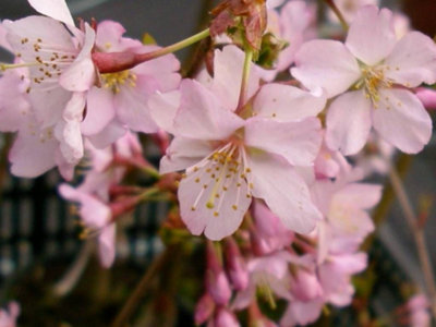 Direct Plants Prunus Nipponica Ruby Dwarf Patio Flowering Japanese ...