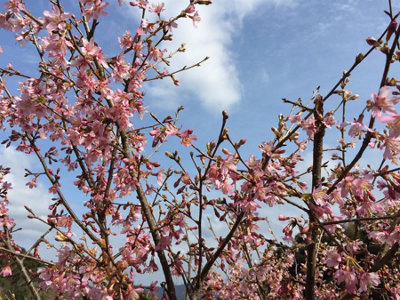 Direct Plants Prunus Okame Flowering Tree 6ft Tall Supplied in a 7.5 ...