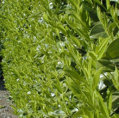 Direct Plants Prunus Rotundifolia Cherry Laurel Trees Pallet 10 4.5-5ft ...