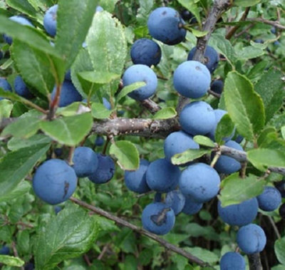 Direct Plants Prunus Spinosa Sloe Berry Plant 3ft Tall Supplied in a 2 ...