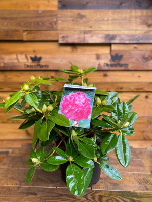 Direct Plants Rhododendron Germania Pink Evergreen Shrub Plant Extra ...
