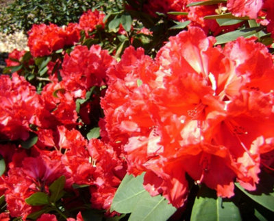 Direct Plants Rhododendron Lord Roberts Evergreen Shrub Plant Extra ...