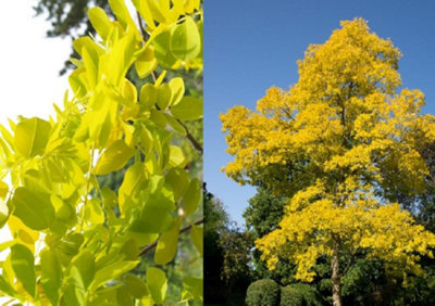 Direct Plants Robinia Pseudoacacia Frisia 6ft Tall Golden Leaf Fragrant ...
