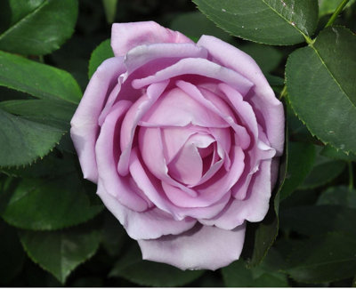 Direct Plants Rosa Blue Moon Hybrid Tea Rose Plant Supplied in a 3 ...