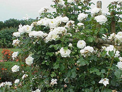 Direct Plants Rosa White Cockade Climbing Rose Plant Supplied in a 3 ...