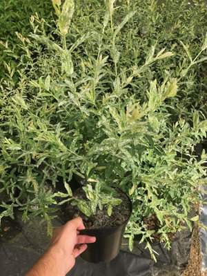Direct Plants Salix Nishiki Shrub Plant Bush Variety Not Tree 30-40cm ...