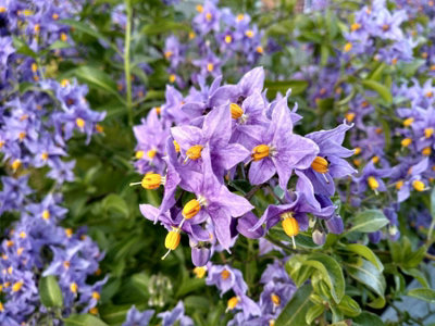Direct Plants Solanum Crispum Glasnevin Blue Flowering Shrubby Climbing ...