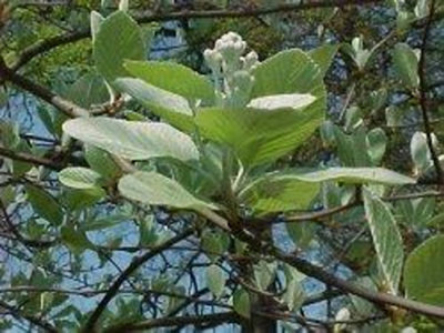 Direct Plants Sorbus Aria Majestica Whitebeam Tree 4-5ft Supplied in a ...