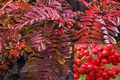 Direct Plants Sorbus Embley Japanese Mountain Ash Rowan Tree 6ft ...