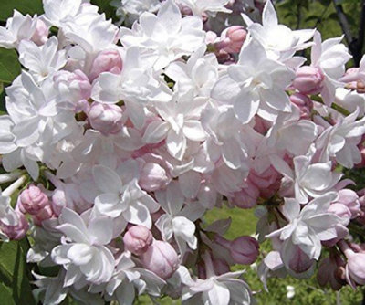 Direct Plants Syringa Vulgaris Beauty of Moscow Russian Lilac Plant 30 ...