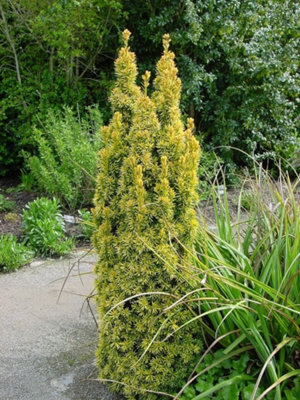 Direct Plants Taxus Baccata Standishii Golden Column Yew Tree By Direct ...