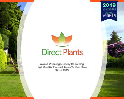 Direct Plants Taxus Baccata Standishii Golden Column Yew Tree By Direct ...