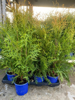 Direct Plants Thuja Brabant Cedar Evergreen Hedging Trees 2ft Pack of ...