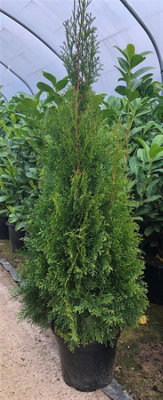 Direct Plants Thuja Smaragd Large Specimen Ornamental Conifer Plant ...