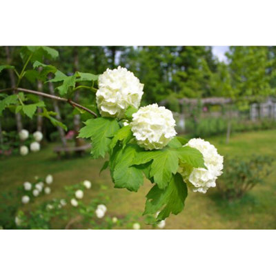Buy Direct Plants Viburnum Opulus Roseum Snowball Tree 2-3ft Supplied ...